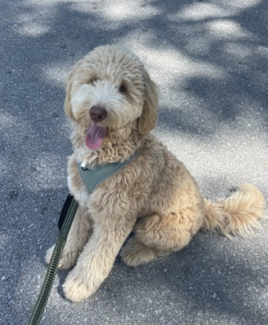 DOODLE & POODLE STUDS - Ontario, Canada