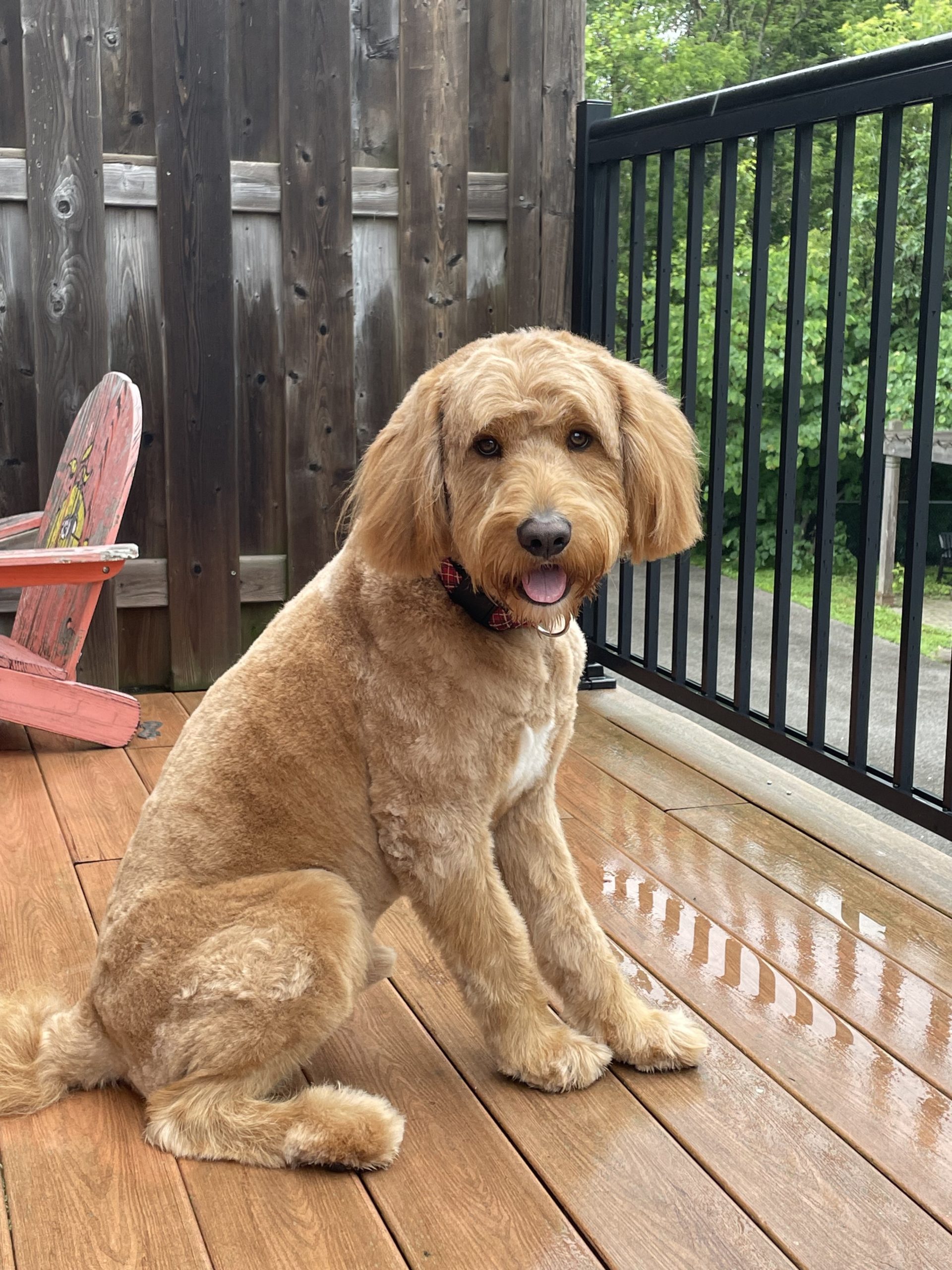 DOODLE & POODLE STUDS - Ontario, Canada