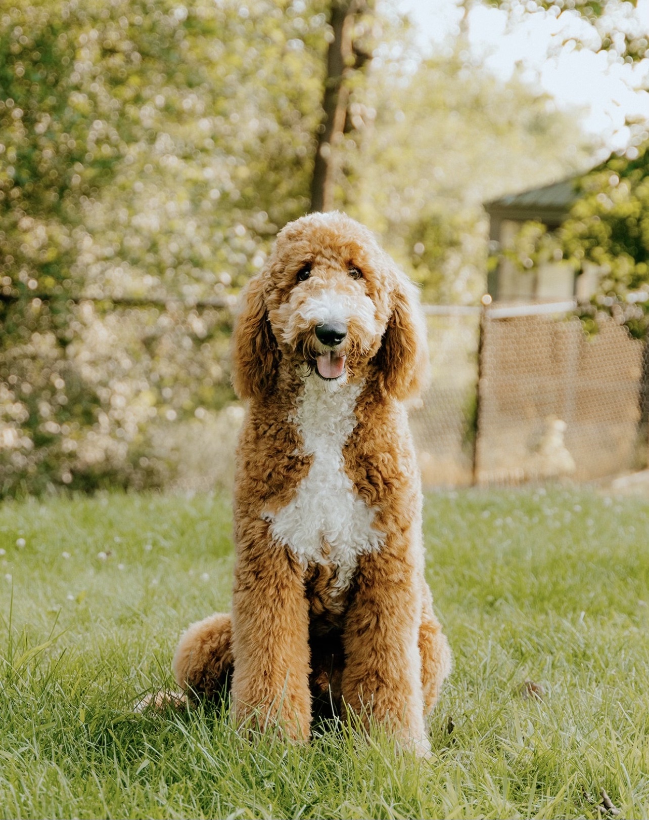 DOODLE & POODLE STUDS - Ontario, Canada